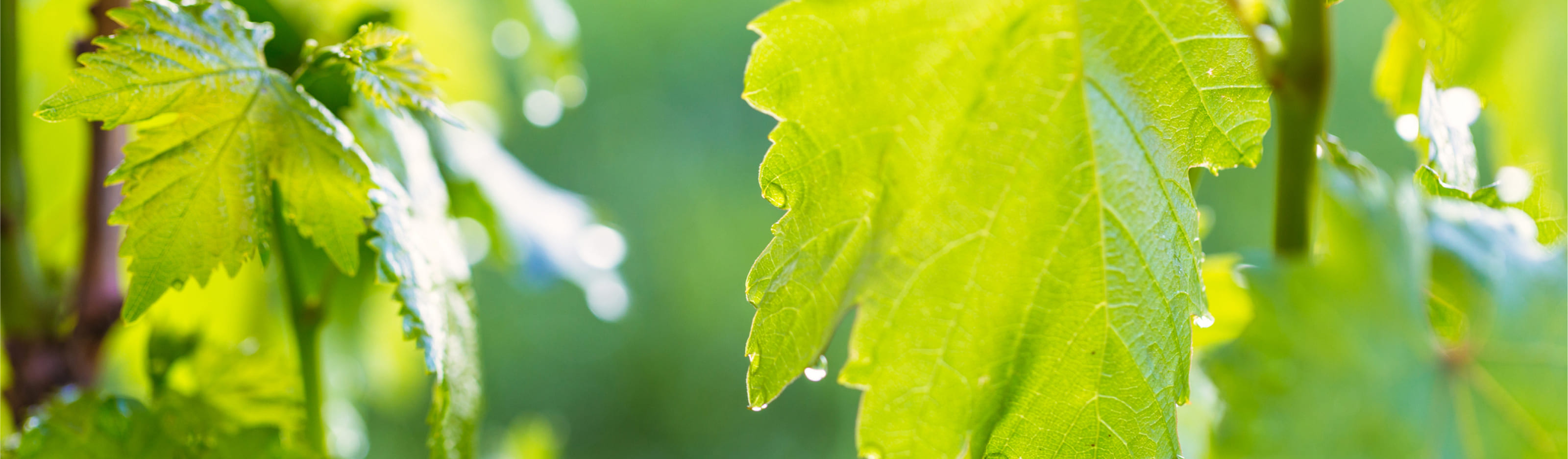 Home - BA Pumps & Sprayers